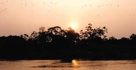 Amazonas-Regenwald auf der Kippe | SOLARIFY