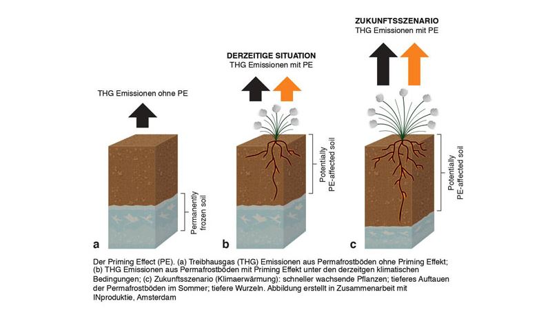 Weniger Spielraum als gedacht: Mikrowelt im Boden beschleunigt ...